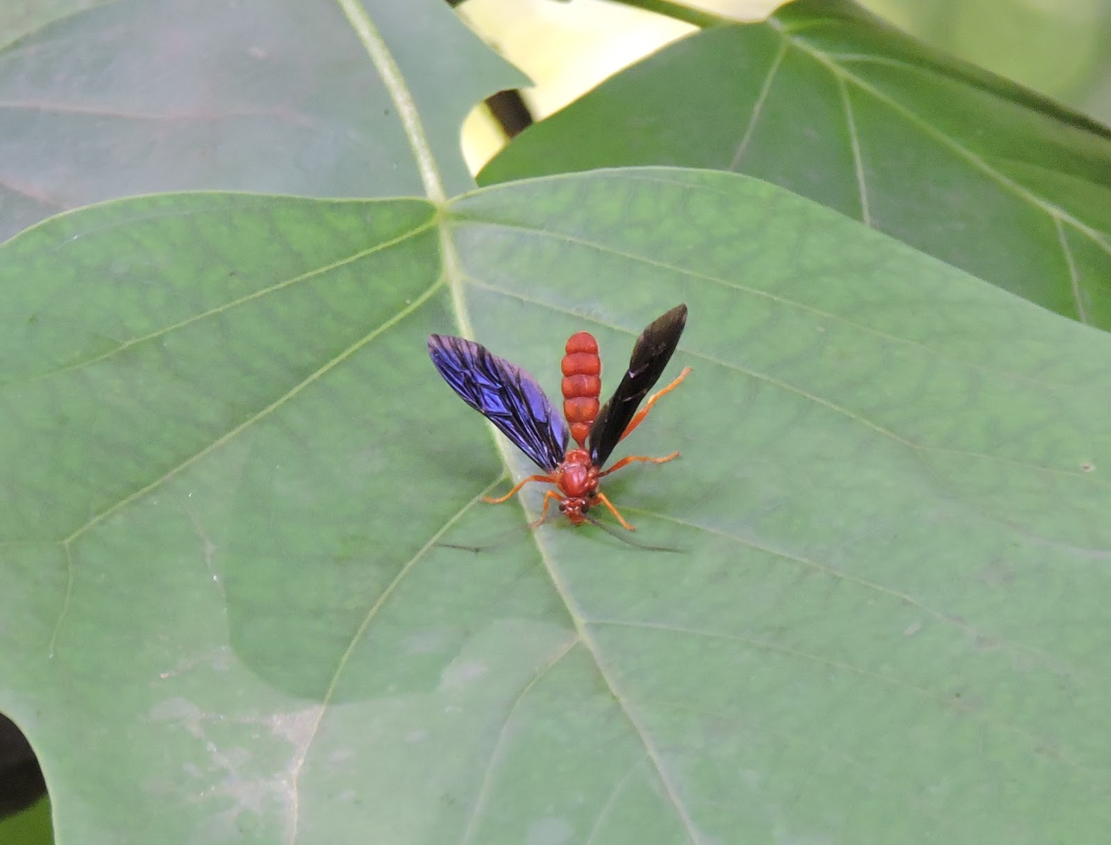 Capital Naturalist by Alonso Abugattas: Ichneumon Wasp Trogus pennator
