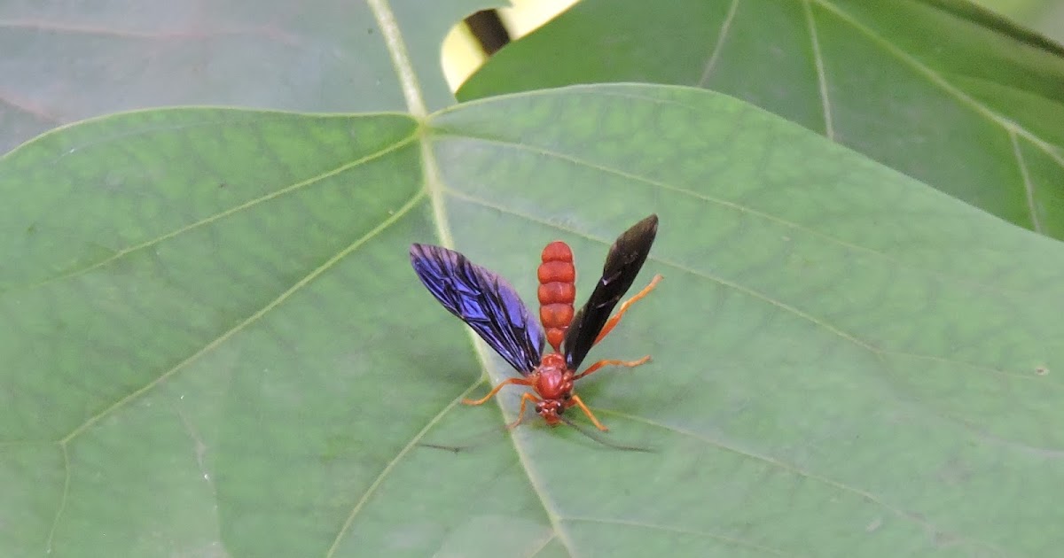 Capital Naturalist by Alonso Abugattas: Ichneumon Wasp Trogus pennator