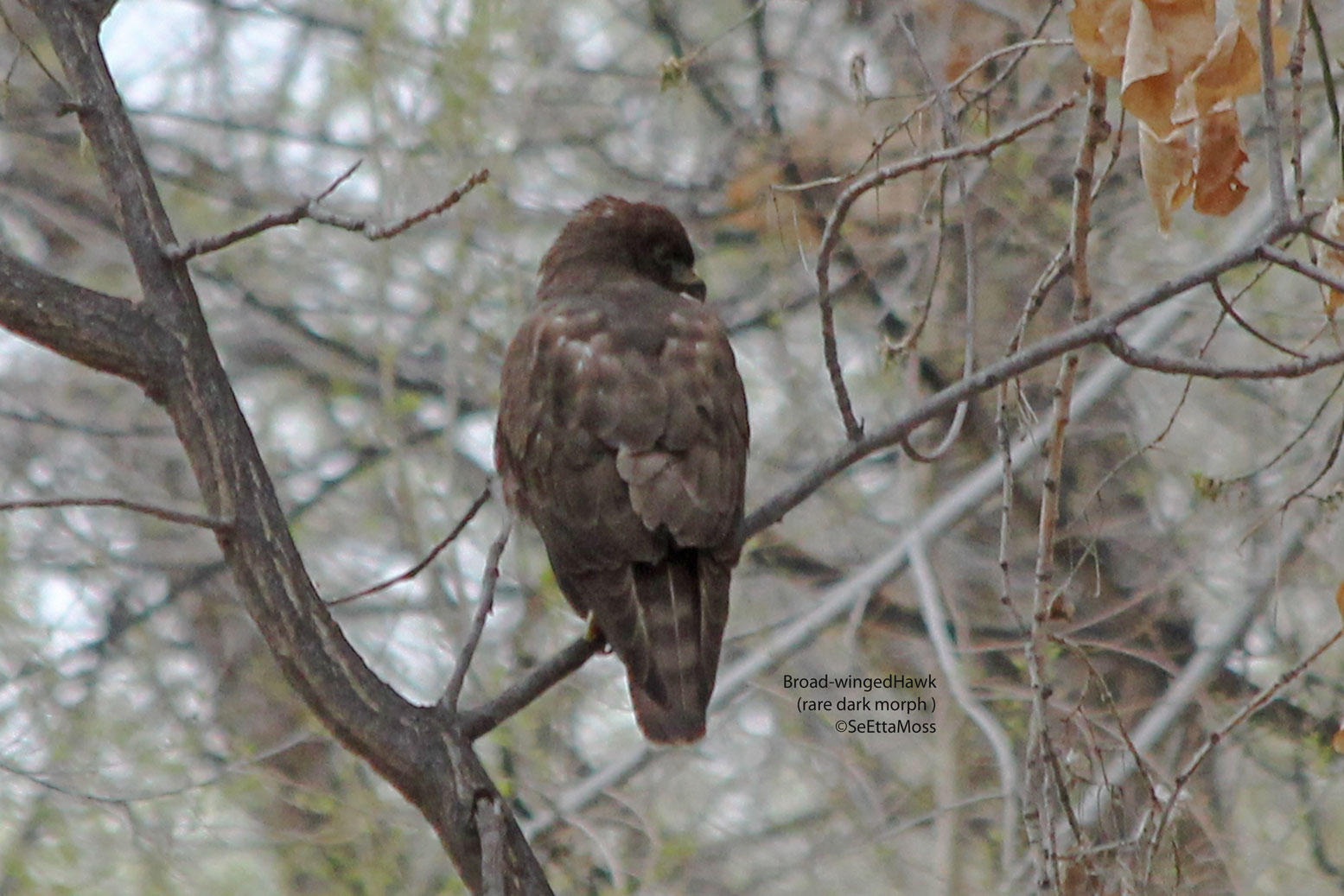 More photos of rare dark morph Broad-winged Hawk