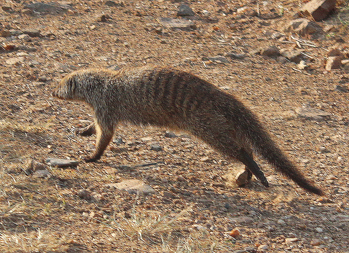 THE RANDOMNESS OF LIFE: There & Back Again: JACKALS, HYENAS, MONGOOSE ...