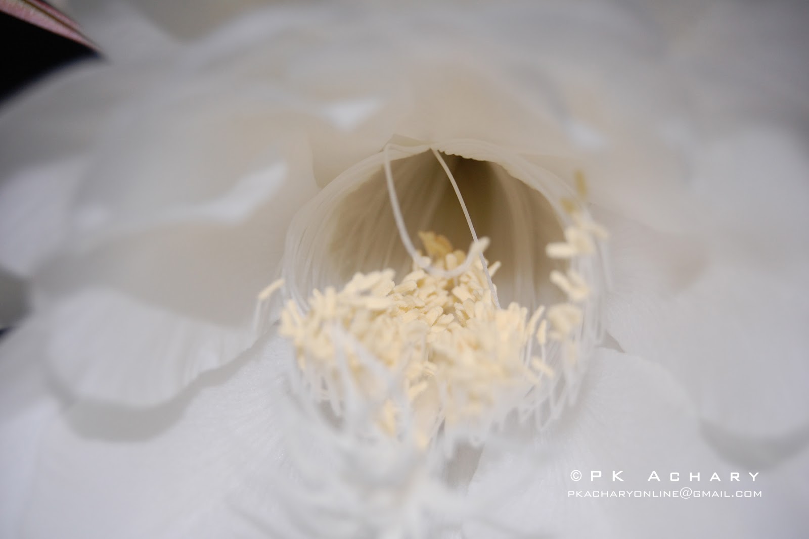 Nature Photos: Epiphyllum Oxypetalum (Nishagandhi / നിശാഗന്ധി) Flower