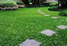 Mengenal Rumput Mutiara dan Rumput Gajah Mini, Ini Cara Menanamnya ...