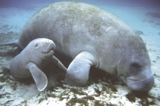 Mountain Seer: Tea Party Opposes Protecting Endangered Florida Manatees ...