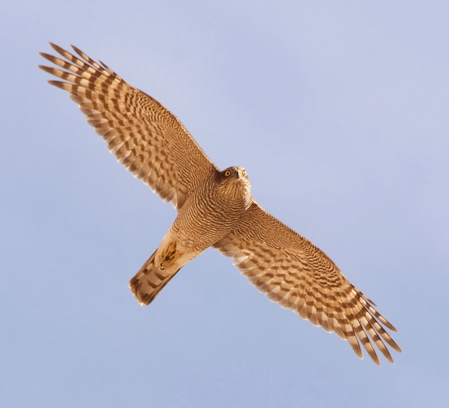 Species of UK: Week 53: Sparrowhawk ('Accipiter nisus')