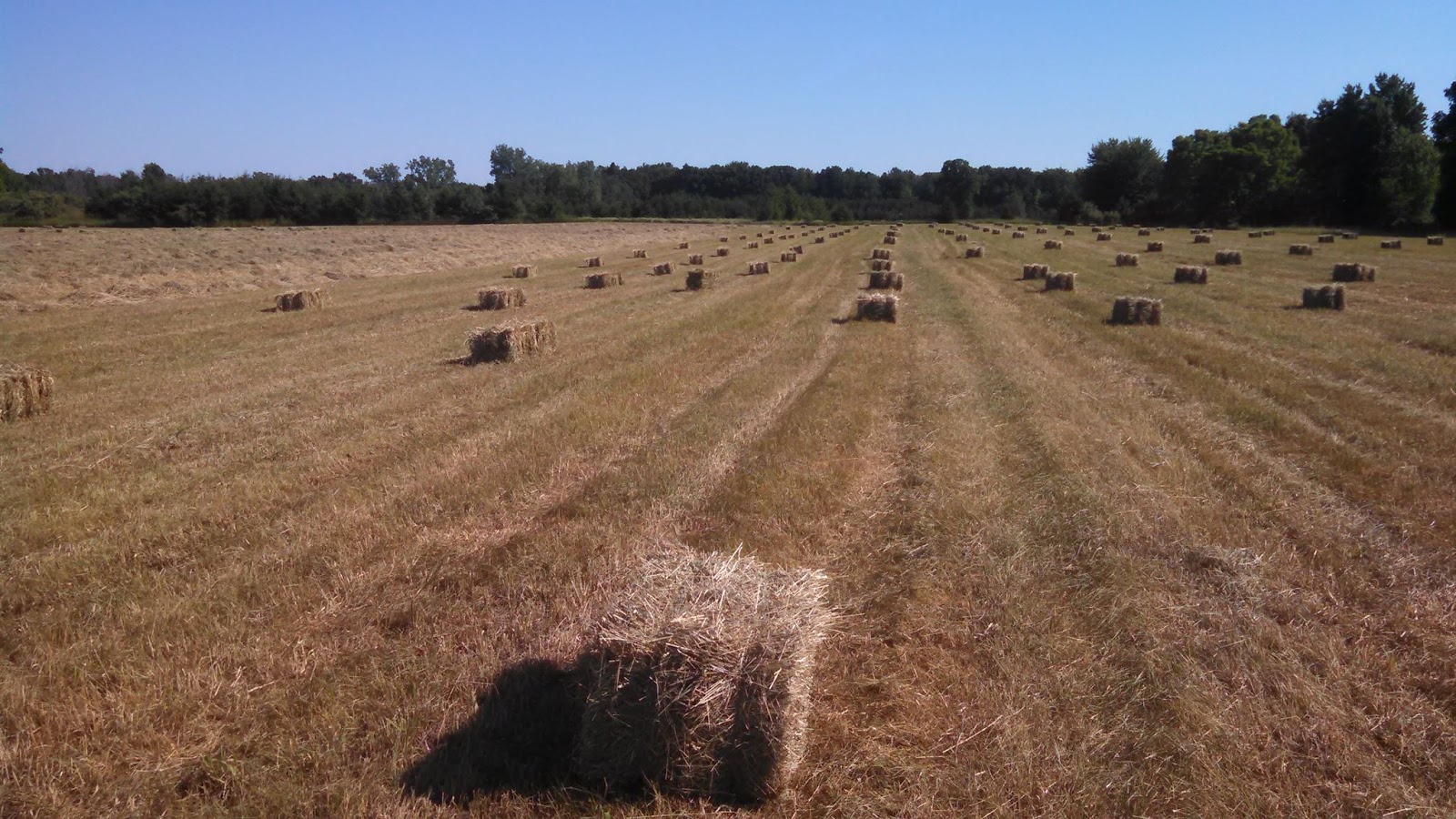 Hand Painted Signs, Art work and Heirloom produce: Hay for sale mid ...