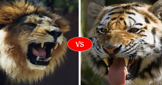 Compare African Lion vs Siberian Tiger fight, who will win?
