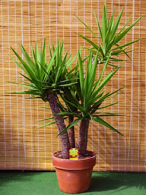 Pokok Hiasan Dalam Rumah Tetap Cantik Dan Segar |MyRokan