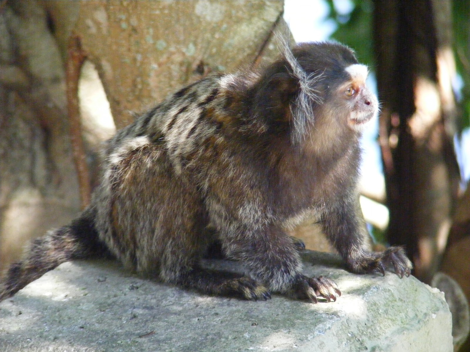 la ballade de Pégase: De Rio de Janeiro à Guarapari