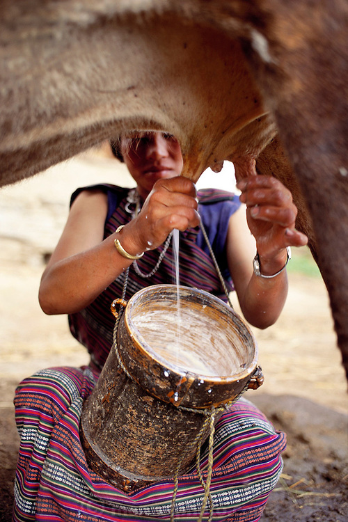 French Vocabulary Illustrated: traire