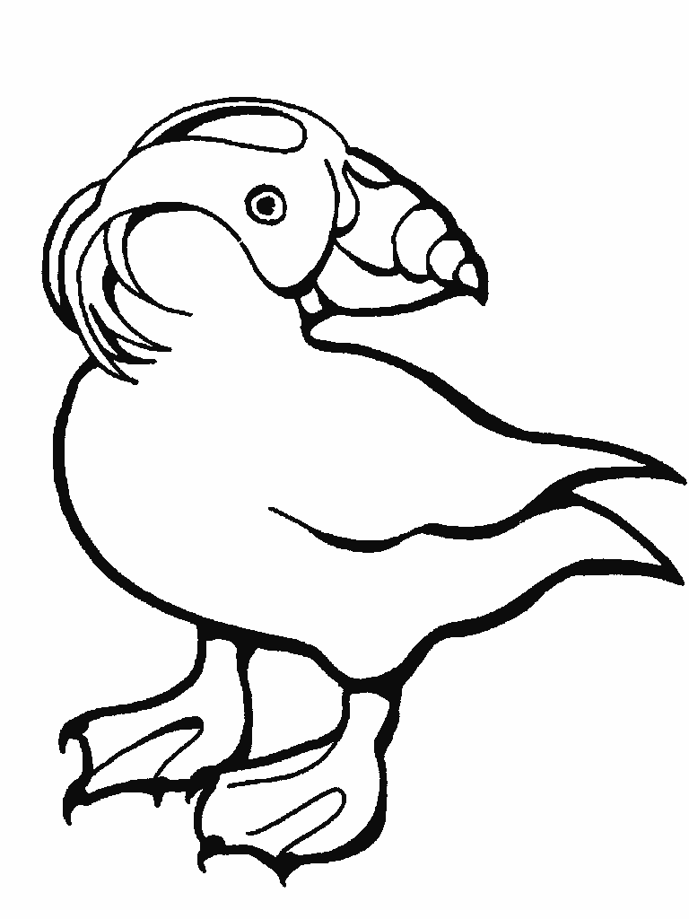Puffin Coloring Pages To Print Coloring Pages
