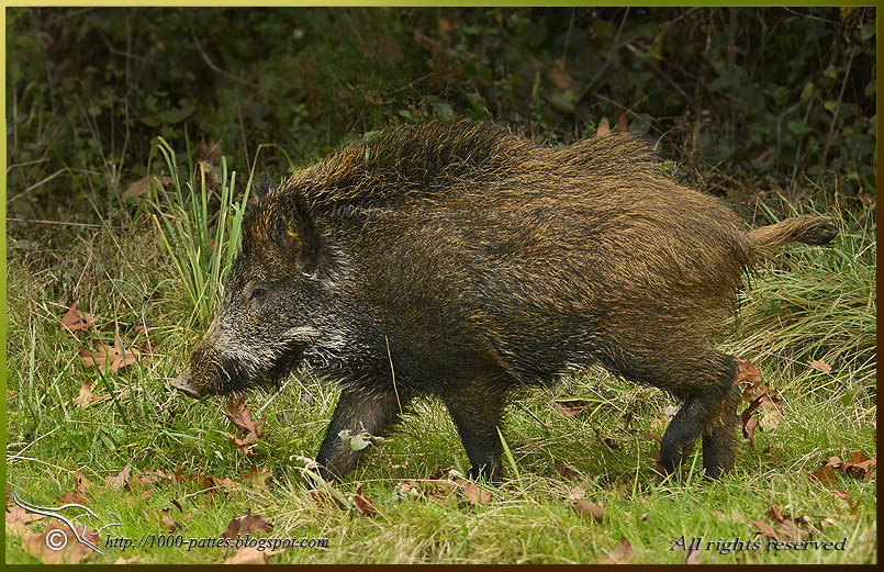 WILDLIFE GATEWAY: Le sanglier 02