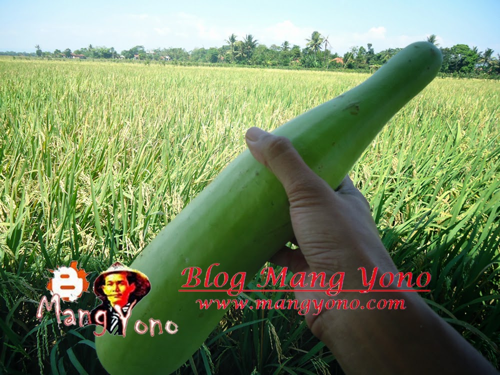 Cara membuat sayur bening dari labu air