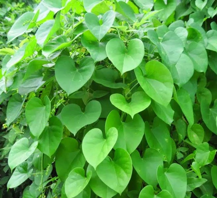 Guduchee (Tinospora cordifolia)