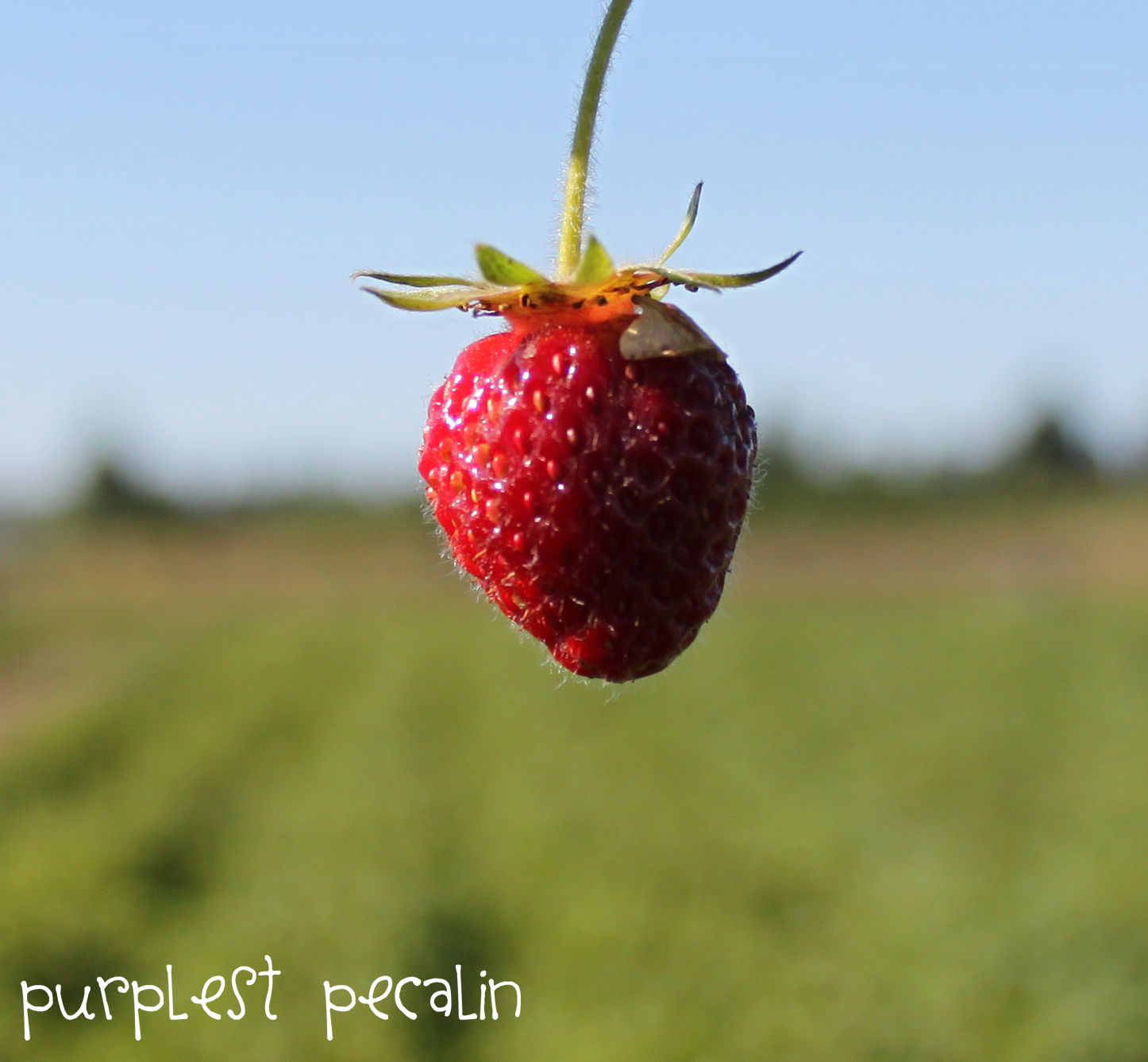Purplest Pecalin: 5 Things to Make with Fresh Strawberries