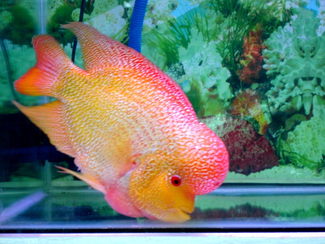 Fish Pictures: Flowerhorn cichlid, Louhan