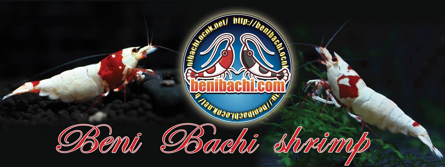 Bucephalandra : Продукция Benibachi (Бенибачи)