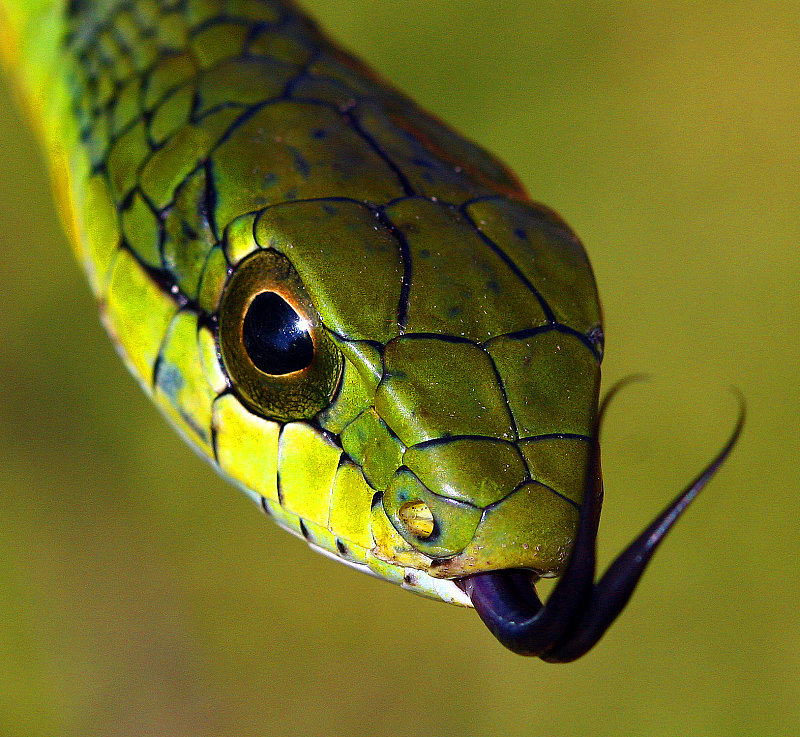 Animales en el Planeta: La boomslang (Dispholidus typus) (Las ...