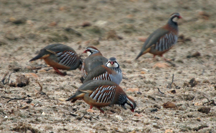 TERRITORIO NATURAL: perdiz roja en La Moraña