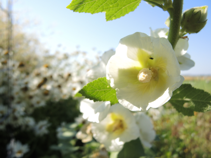 Tulp ja tulp: TOKKROOS
