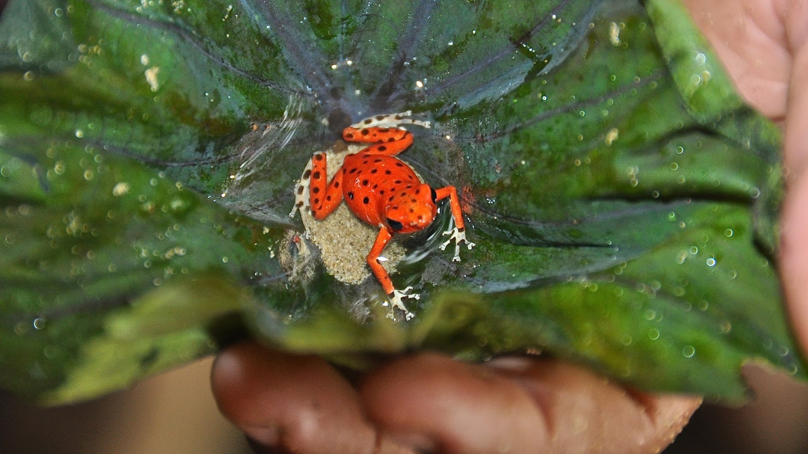 El misterio de la rana roja ~ El LoBo BoBo,... un blog de viajes