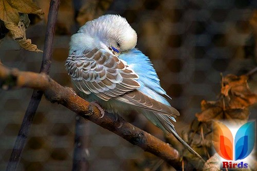 Budgie Some Varieties.. - Birds Farming