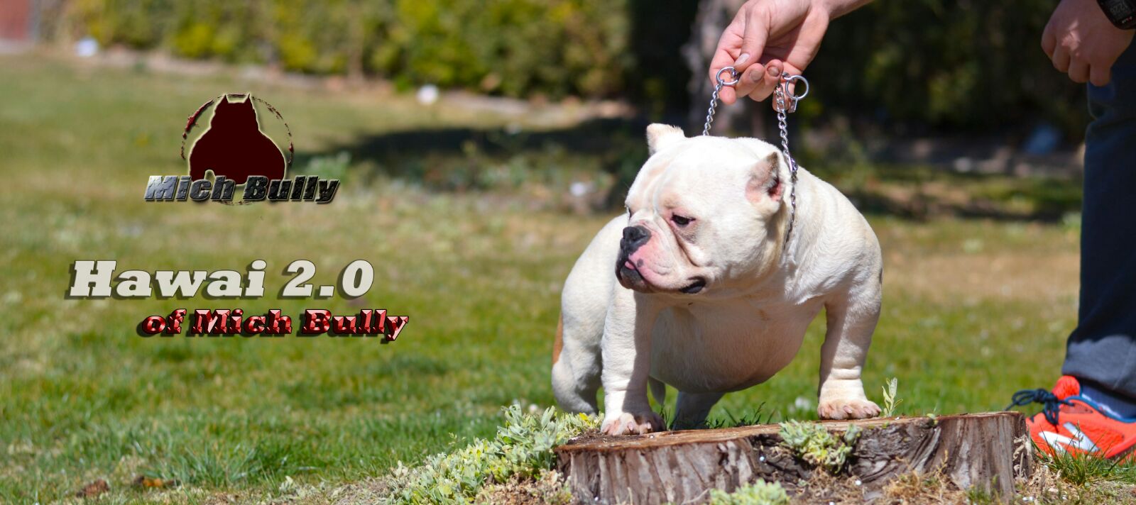 Cria y Seleccion del American Bully: Hembras