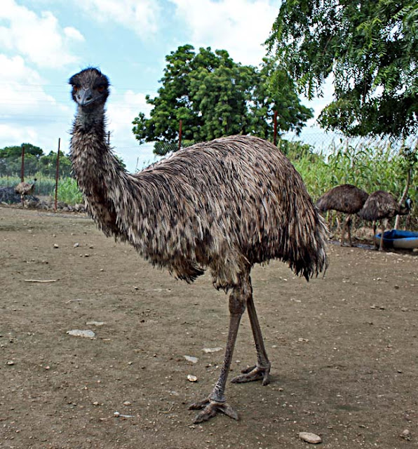 Stock Pictures: Emu the bird