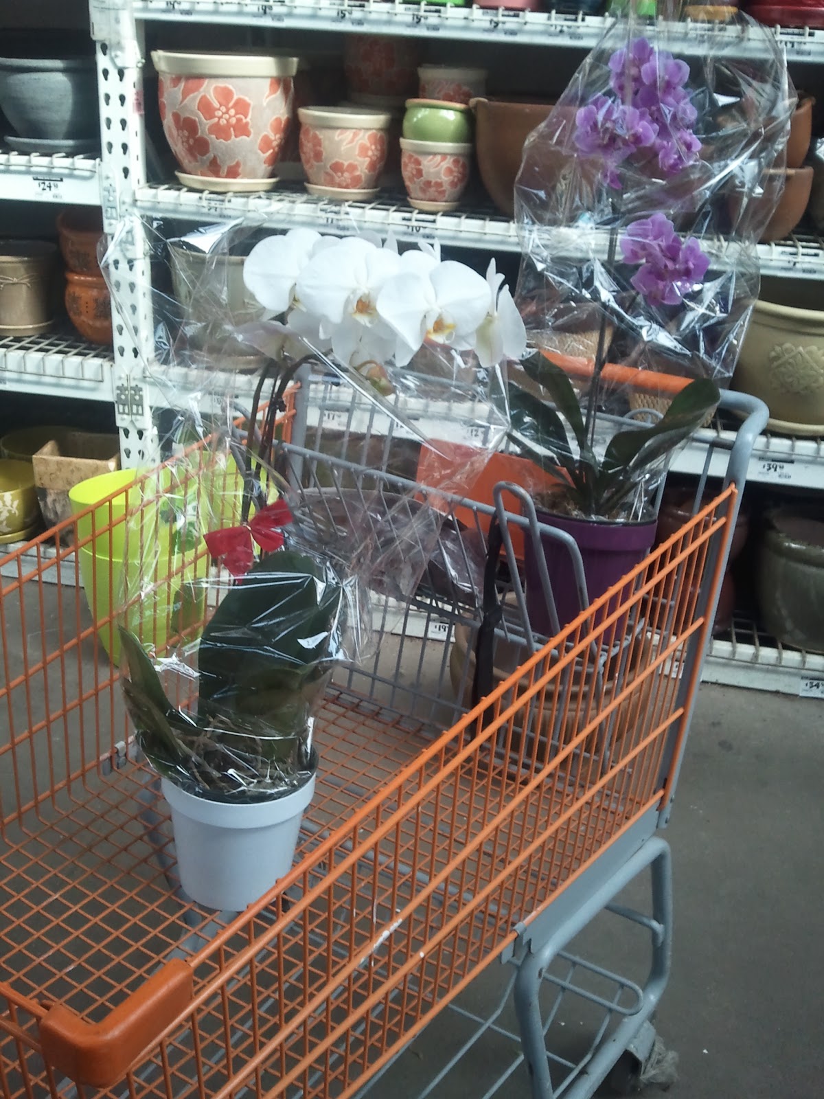 gardening in the boroughs of nyc: Two Orchids for the Price of One