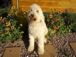 GOLDENDOODLES OF COLORADO: New FIB Goldendoodles and upcoming litters