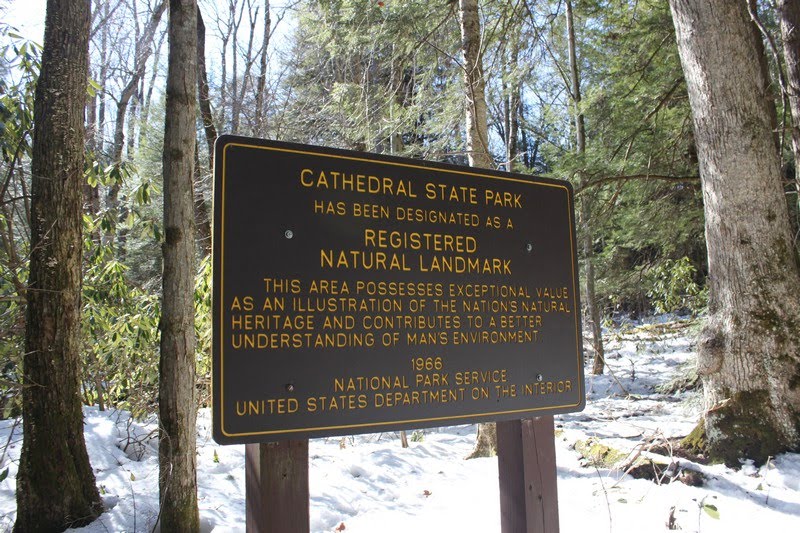 Til the Last Hemlock Dies: Images of a Virgin Hemlock Forest