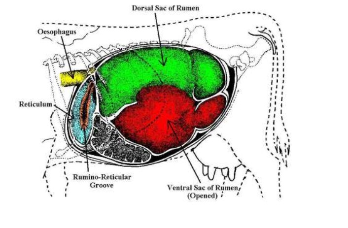 anatomy dan fungsi rumen pada ruminansia - Elinotes - Review By Eli ...
