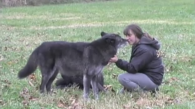White Wolf : Women Who Understand Wolves (Video)