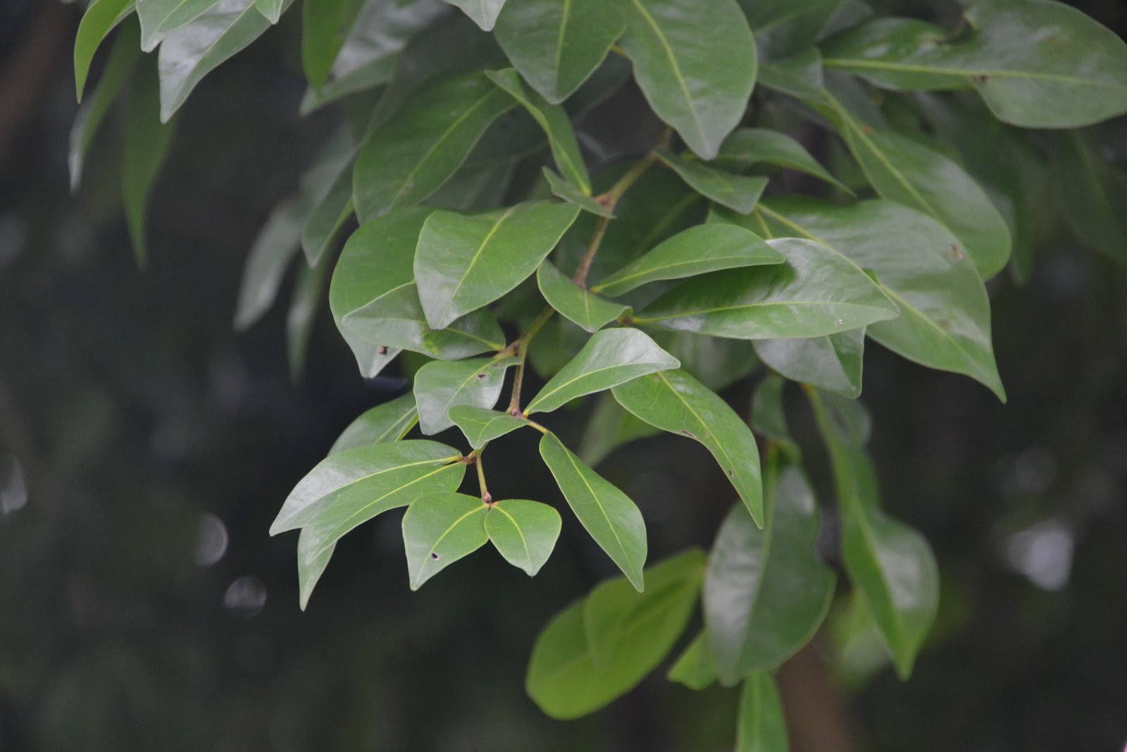 Riverine Parks: Cynometra ramiflora