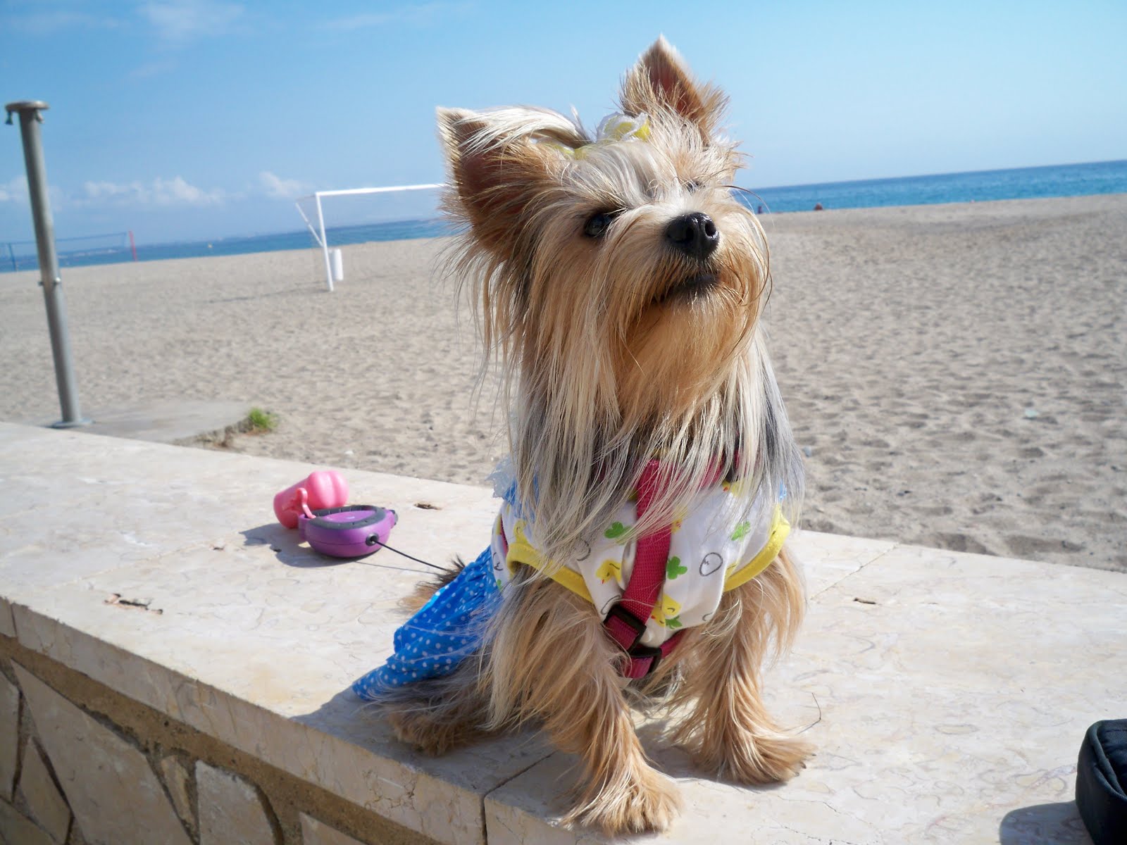 DESDE LA LUNA: CONEJO CON SAMFAINA
