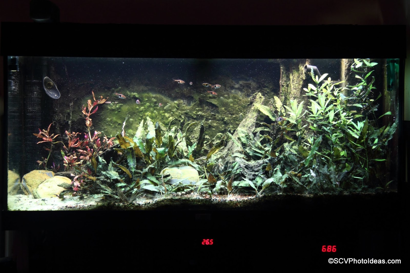 S.C.V. Aquascaping Ideas: South East Asia Biotope II - Juwel Rio 180 ...