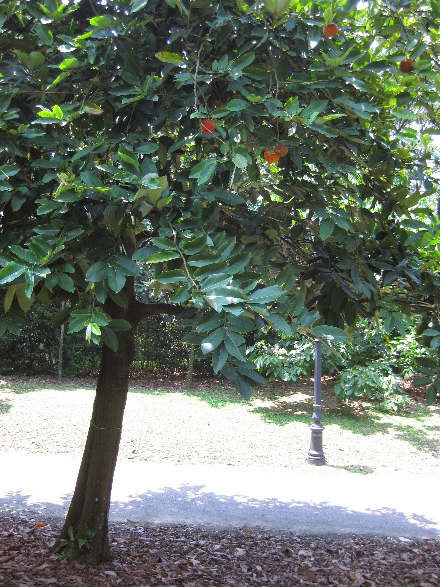 Susan's Blog: Complete Guide to Singapore Botanic Gardens( Part 1)