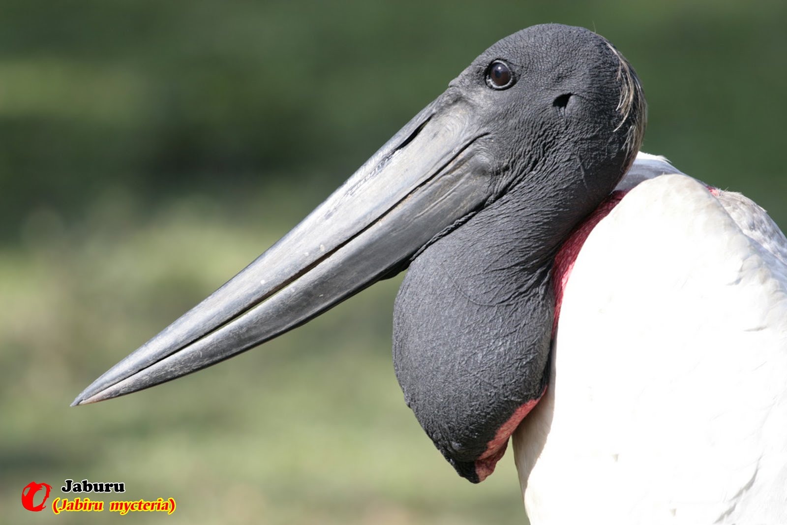 UNAIENSES: ORNITOLOGIA - Jaburu (Jabiru mycteria)