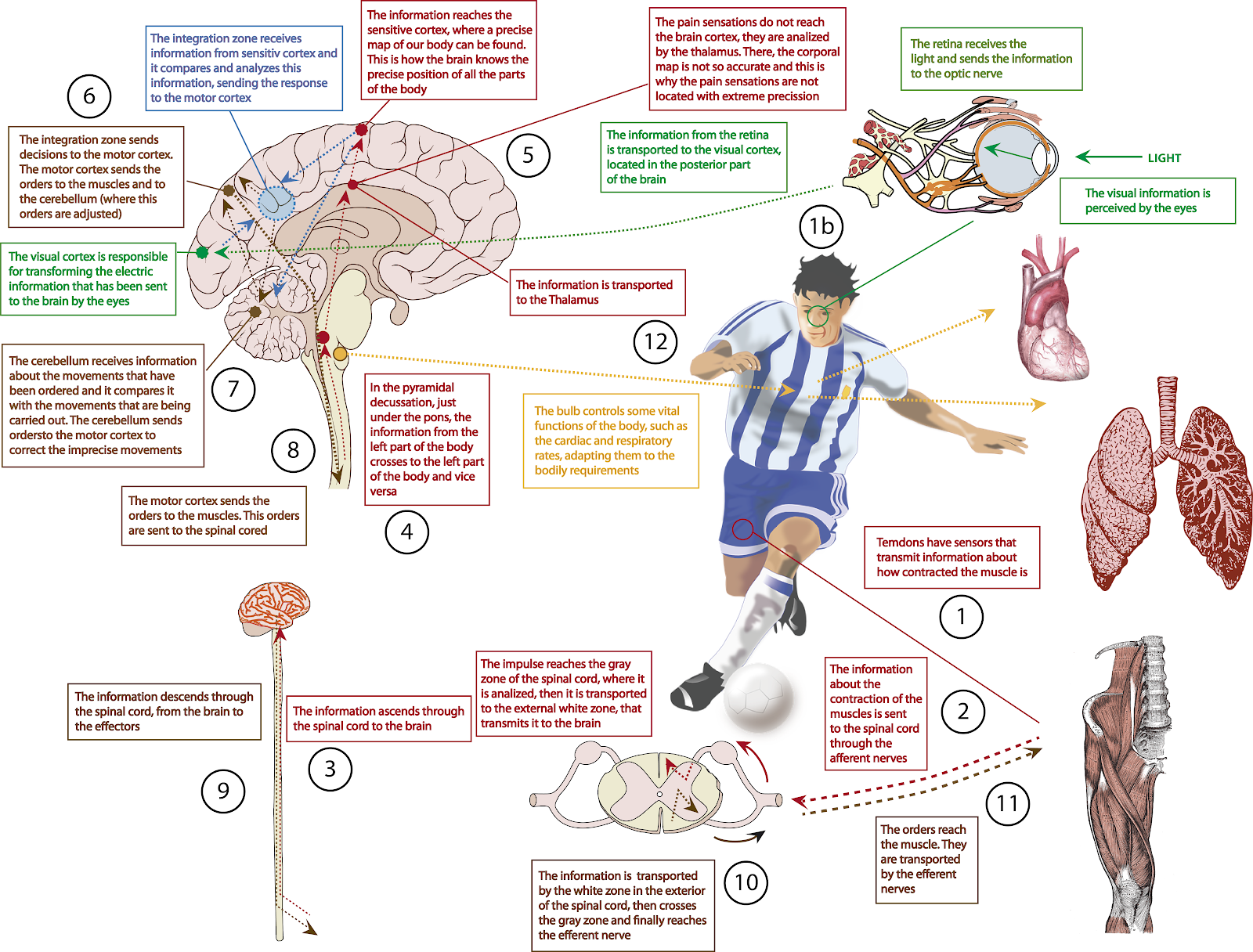 El Moderno Prometeo Nervous Function Three Seconds And A Goal el-moderno-prometeo-nervous-function-three-seconds-and-a-goal