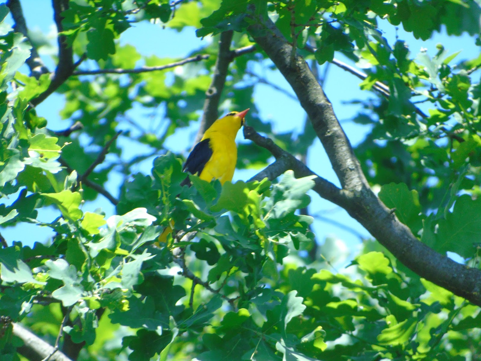 PASARI DIN ROMANIA: GRANGUR, Oriolus oriolus