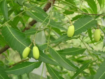 Kandungan Senyawa Tumbuhan Nimba Sebagai Bioinsekta - Sains Pedia