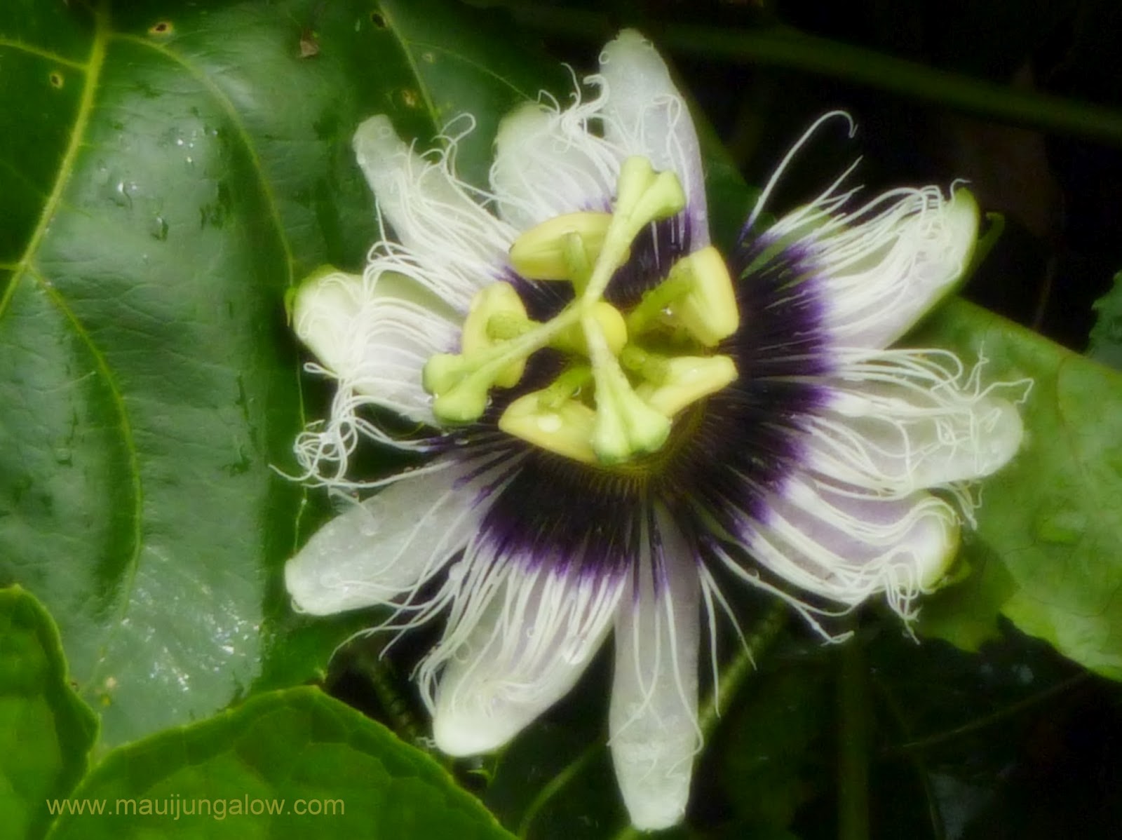 Maui Jungalow: Jamaican and Regular Liliko'i