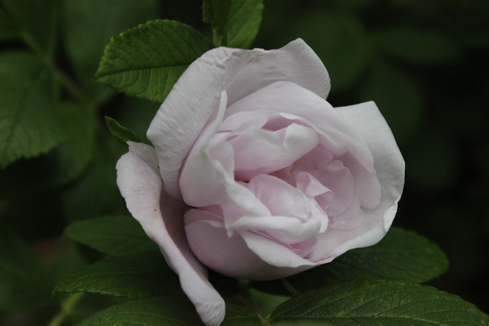 Vain tuoksua mintun ja ruusun: Pensasruusuja - Shrub roses