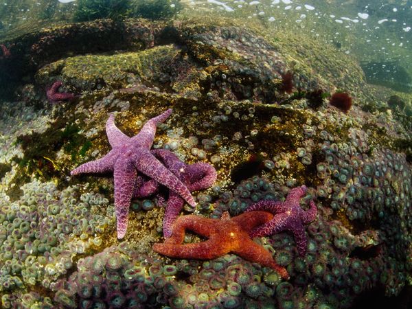 Janie's Biomes: Starfish under water