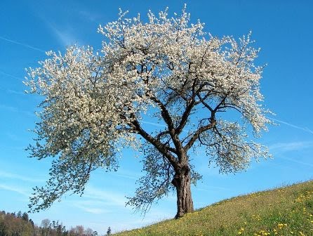 Studi Jerman: Frühling in Deutschland * Musim Semi di Jerman
