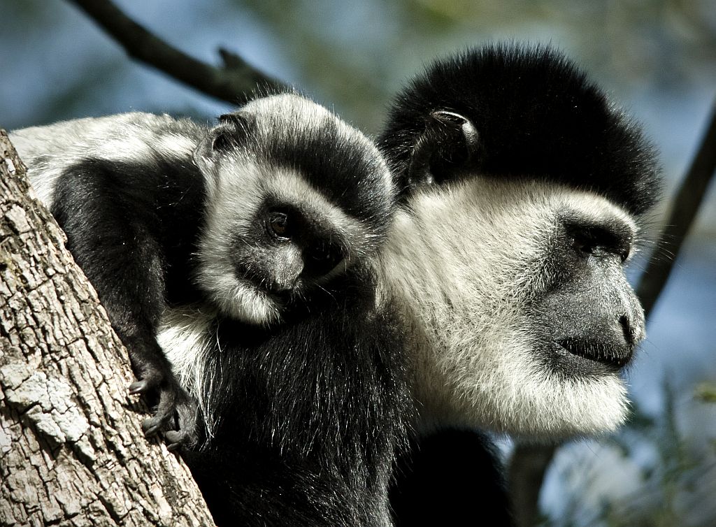 Elsen Karstad's 'Pic-A-Day Kenya': Colobus Monkeys- Mt. Kenya