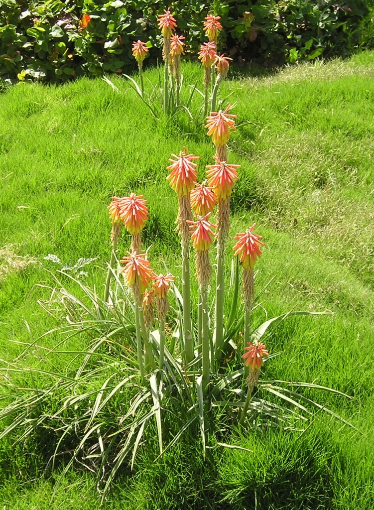 Prairiebreak: Kniphofia