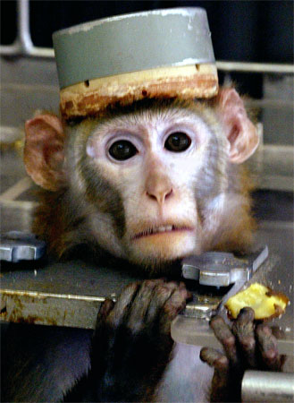 20 Very Strange Endangered Animal Species ~ World Information