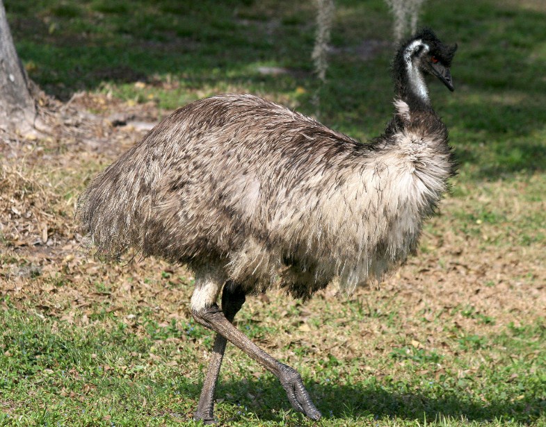 Burung Emu Terbesar Setelah Burung Unta