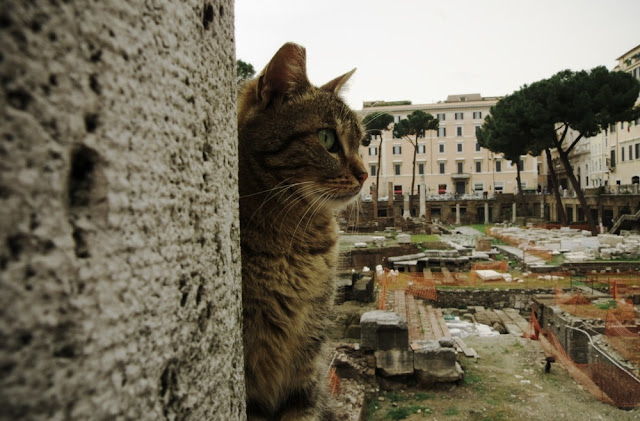I gatti di Roma