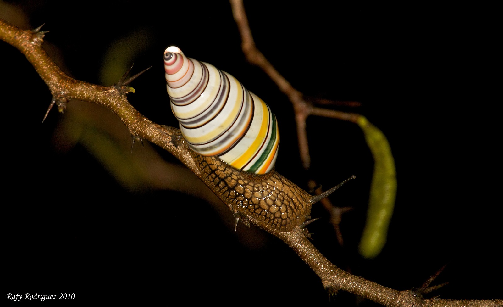 Cuban Tree Snails